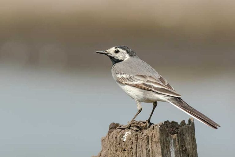 Pied Wagtail | Identification Guide | Bird Spot