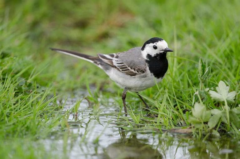 Pied Wagtail | Identification Guide | Bird Spot