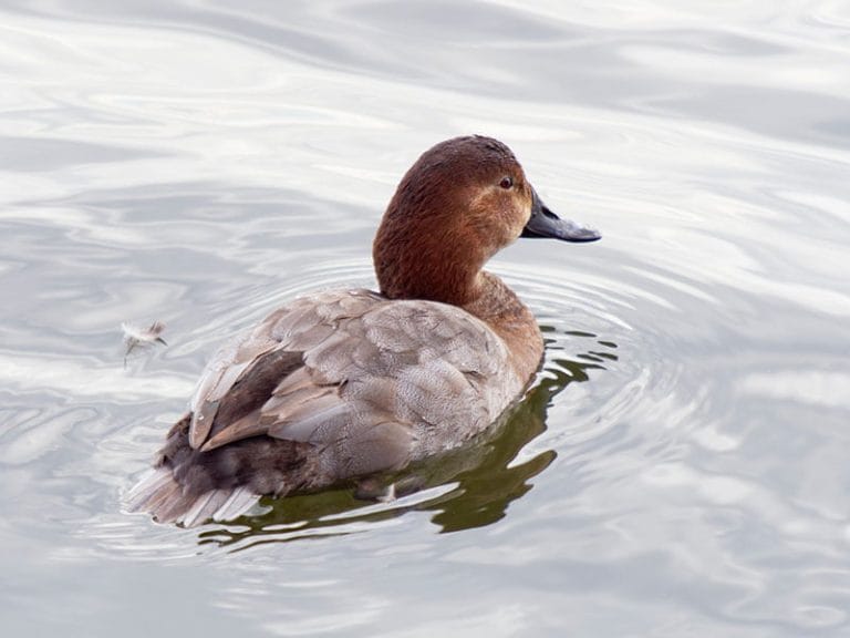 Pochard | Identification Guide | Bird Spot