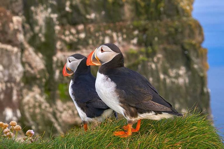 Where To See Puffins In The UK | Bird Spot