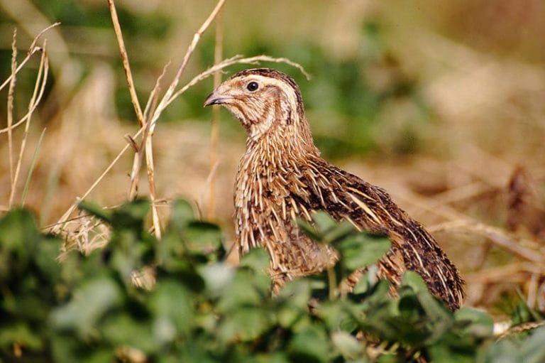 Quail | Identification Guide | Bird Spot