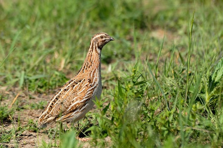 Quail | Identification Guide | Bird Spot