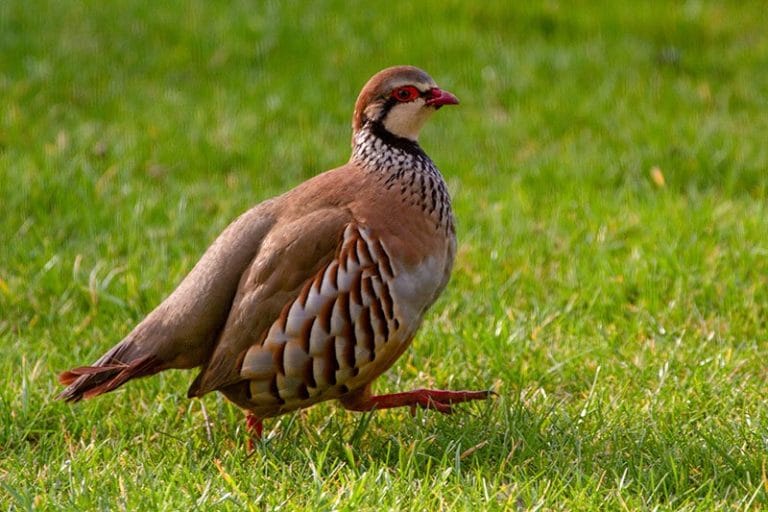 Red-Legged Partridge | Identification Guide | Bird Spot