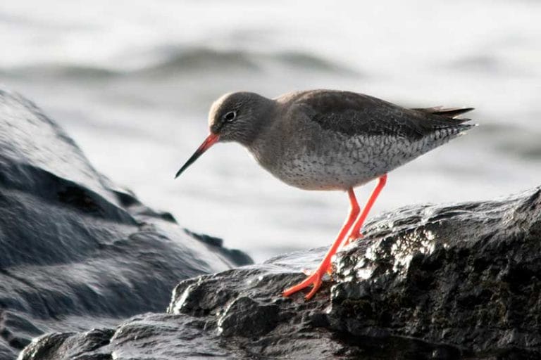 Redshank | Identification Guide | Bird Spot