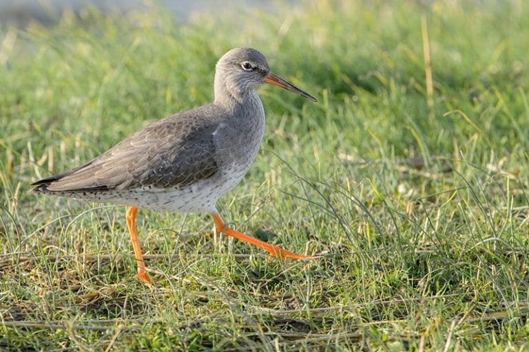 Redshank | Identification Guide | Bird Spot