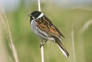 Reed Bunting | Identification Guide | Bird Spot
