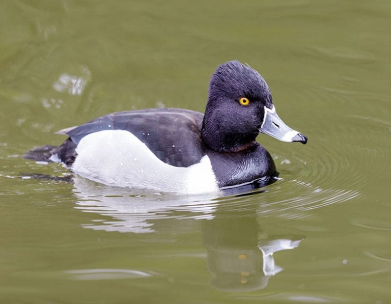 Ring-Necked Duck | Identification Guide | Bird Spot