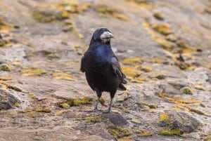 Rook | Identification Guide | Bird Spot