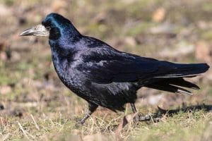 Rook | Identification Guide | Bird Spot
