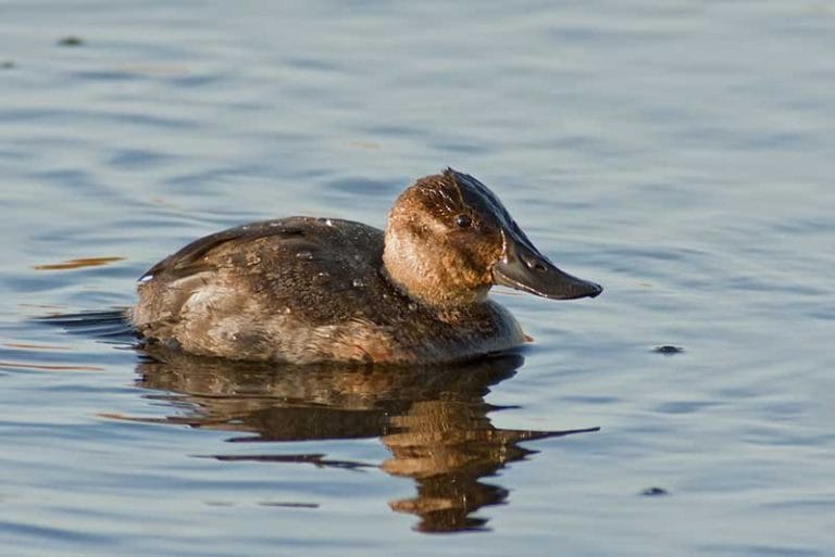 Ruddy Duck | Identification Guide | Bird Spot