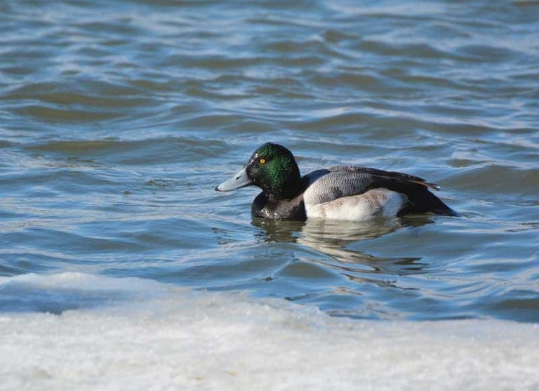 Scaup | Identification Guide | Bird Spot