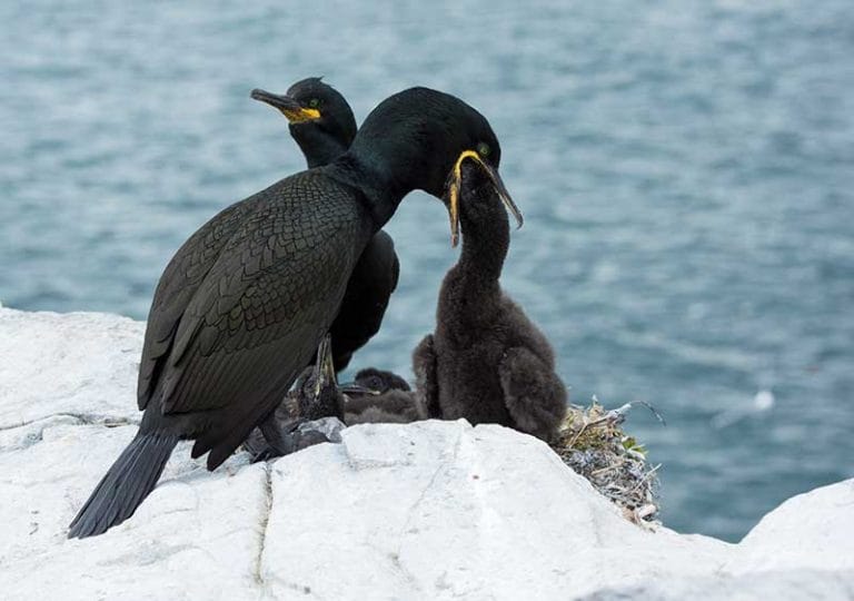 Shag | Identification Guide | Bird Spot