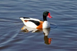 Shelduck | Identification Guide | Bird Spot