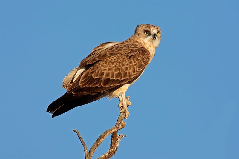 Short-Toed Eagle | Identification Guide | Bird Spot