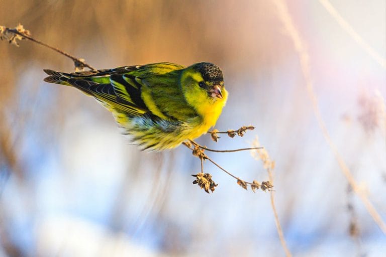 Siskin | Identification Guide | Bird Spot