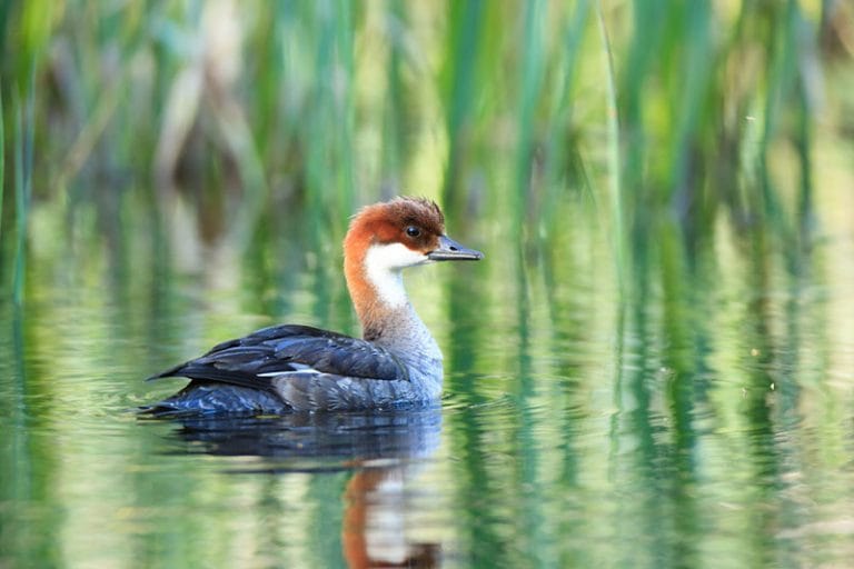 Smew | Identification Guide | Bird Spot