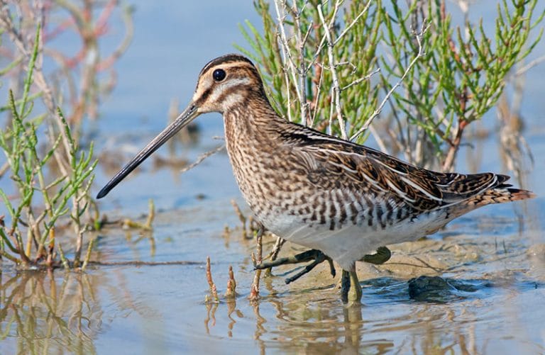Snipe | Identification Guide | Bird Spot