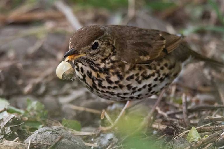 Song Thrush | Identification Guide | Bird Spot