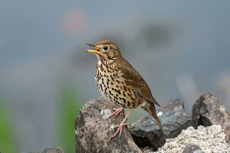 Song Thrush | Identification Guide | Bird Spot