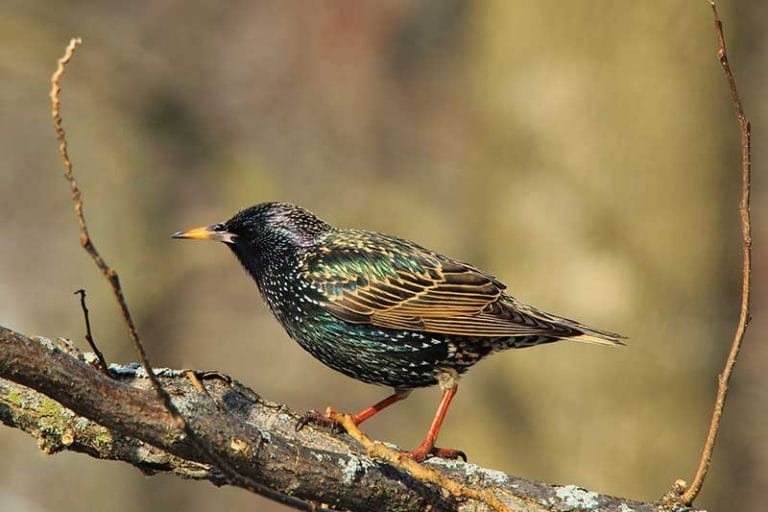 Starling | Identification Guide | Bird Spot