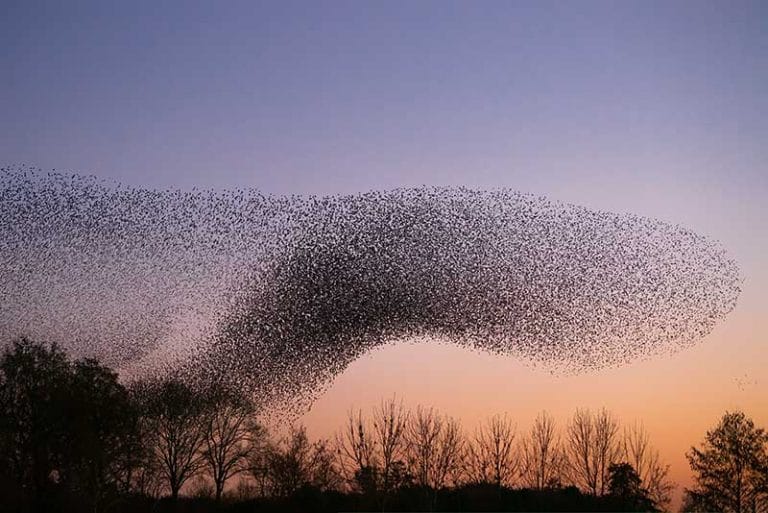 The Science Of Starling Murmurations | Bird Spot