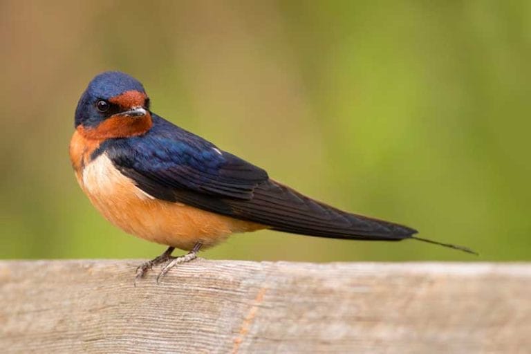 Swallow | Identification Guide | Bird Spot