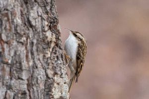 Treecreeper | Identification Guide | Bird Spot