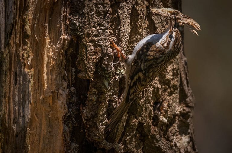 Treecreeper | Identification Guide | Bird Spot