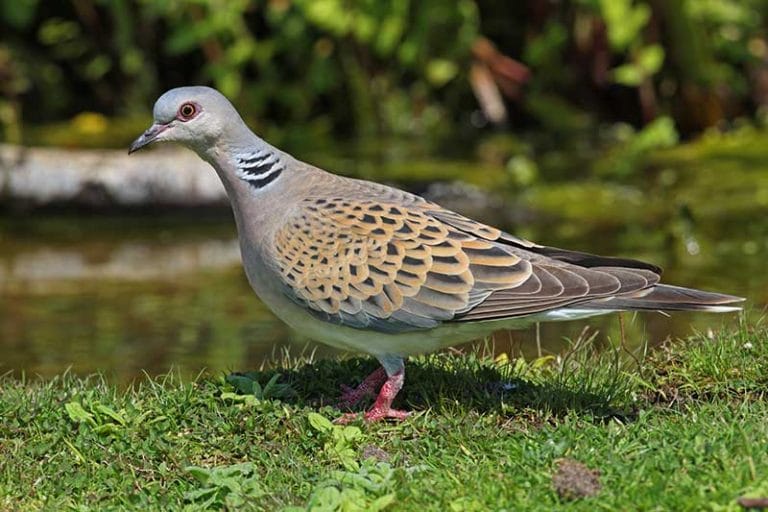 Turtle Dove | Identification Guide | Bird Spot