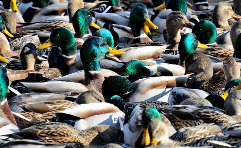 Collective Nouns For Birds | Bird Spot