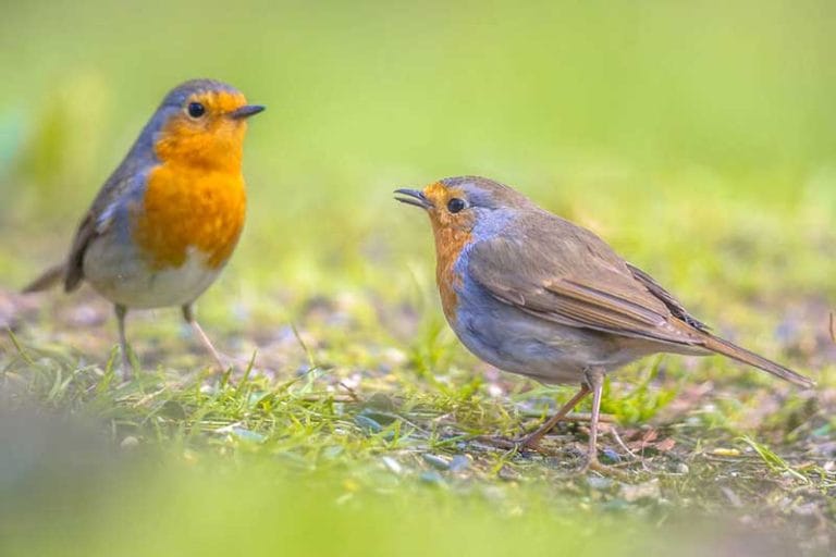How Can You Tell Male And Female Robins Apart? | Bird Spot