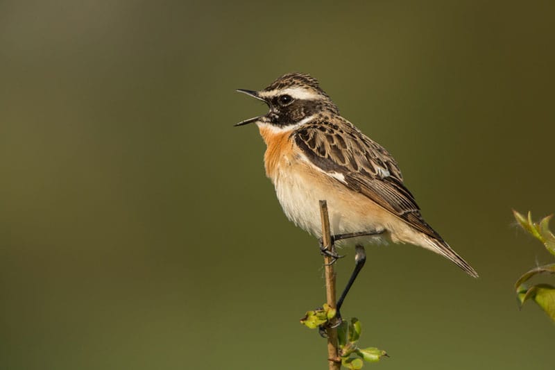 Whinchat | Identification Guide | Bird Spot