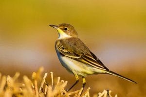 Yellow Wagtail | Identification Guide | Bird Spot