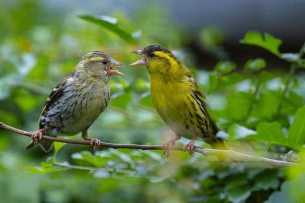 The Mystery Of The Very Early Cuckoo | Bird Spot