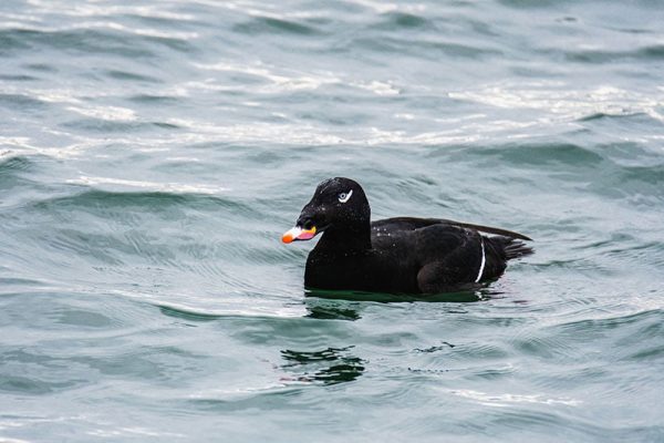 Alpine Swift | Bird Spot